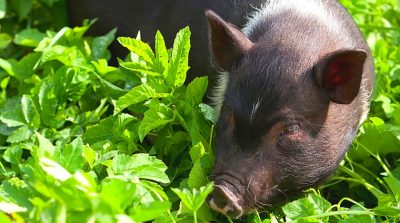 5 Hog Breeds for the Backyard Homesteader - Countryside